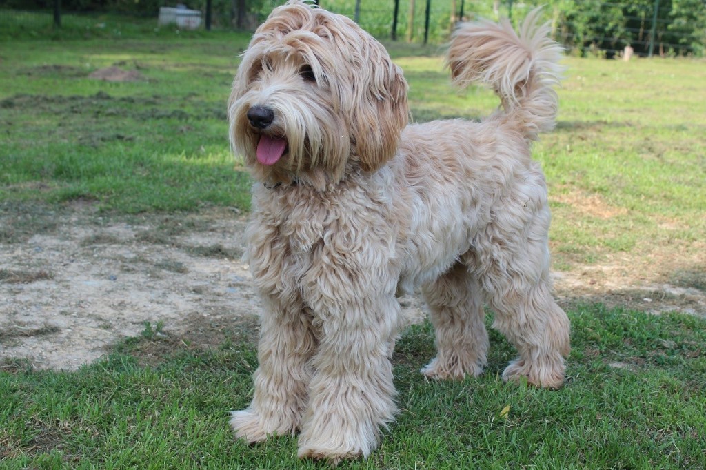 Puck (blond) | House of Australian Labradoodles